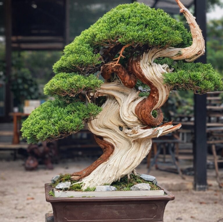 Bonsai Artist: 20 Best Ways A Bonsai Artist Creates And Shapes A Tree ...
