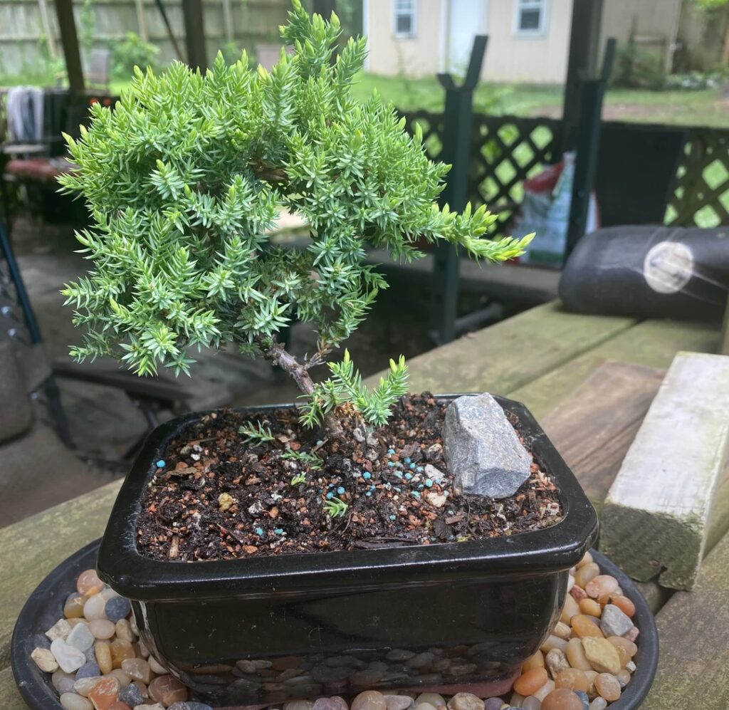 Bonsai Leaf Reduction: 20 Best Ways To Make Leaves Smaller - Freeplantscare