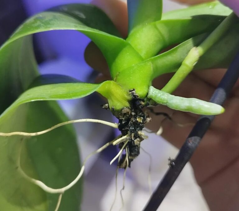 Why Your Orchid Gets Root Rot After Watering: 15 Best Prevention Steps ...