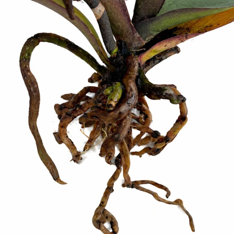 Why Your Orchid Gets Root Rot After Watering: 15 Best Prevention Steps ...