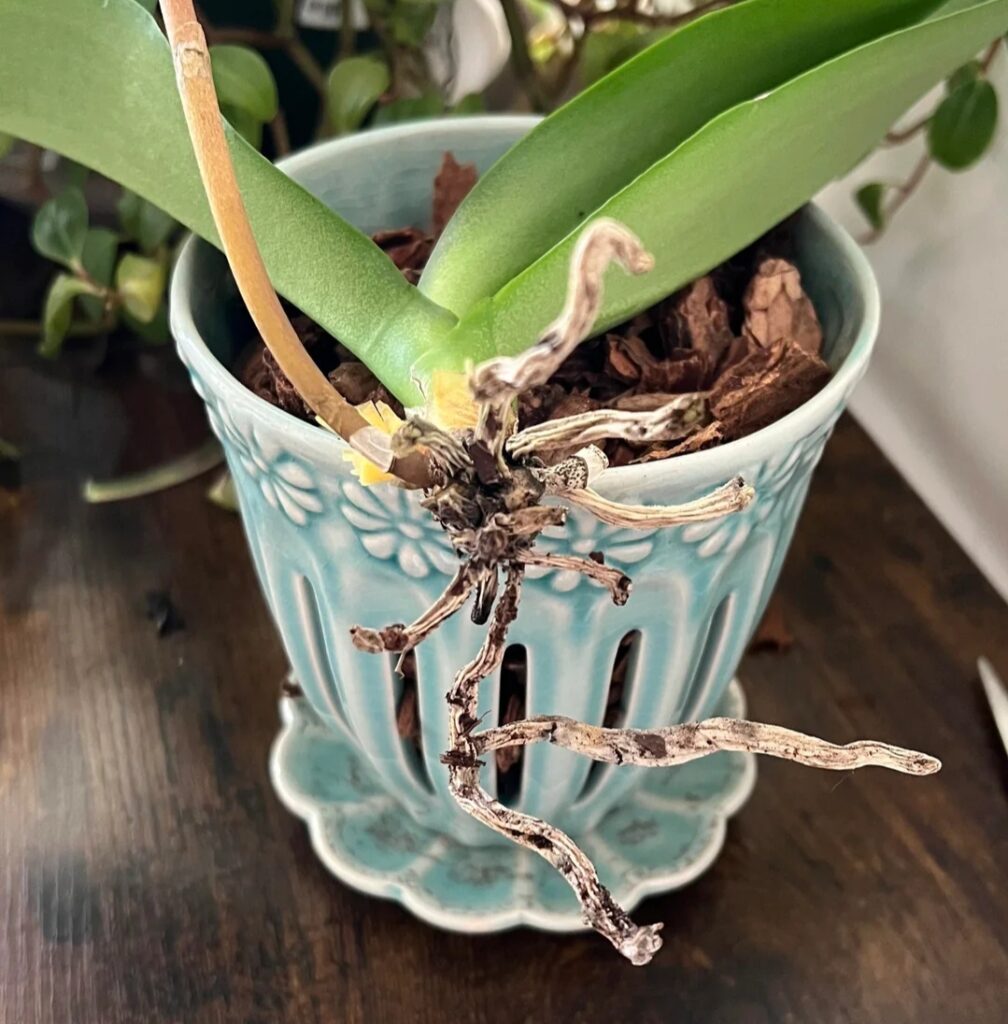 Rootless Orchid Rescue: What Worked For My Phalaenopsis