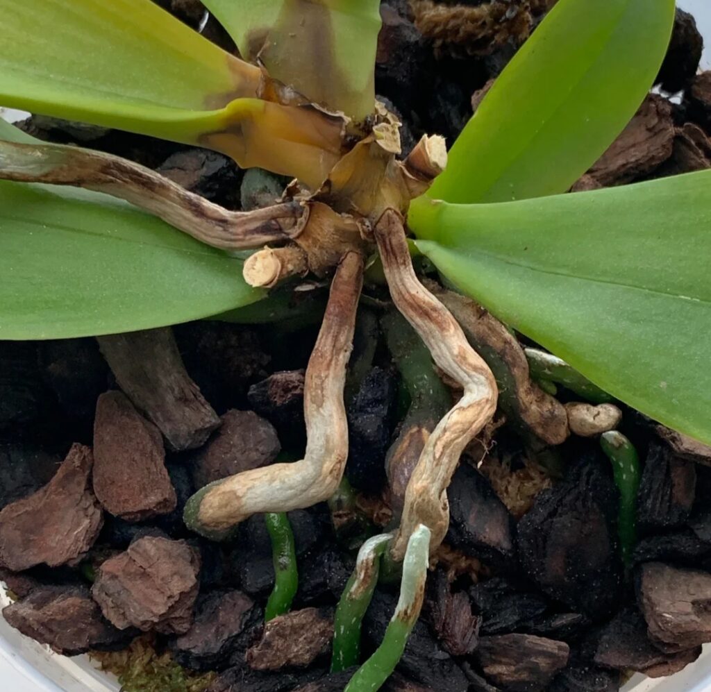 Rootless Orchid Rescue: What Worked For My Phalaenopsis