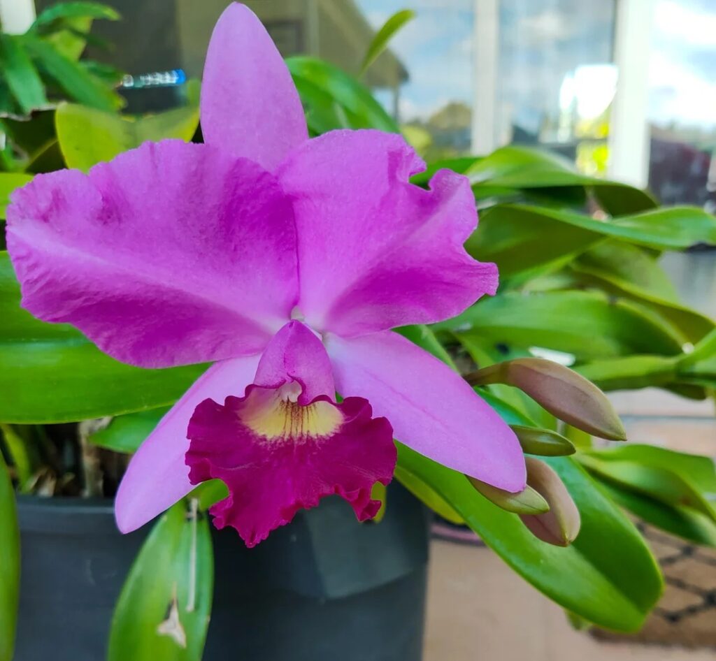 Cattleya Trianae: 18 Best Solutions For Common Growing Problems ...