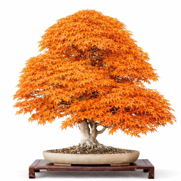 Bonsai Styles: 20 Best Traditional And Modern Forms
